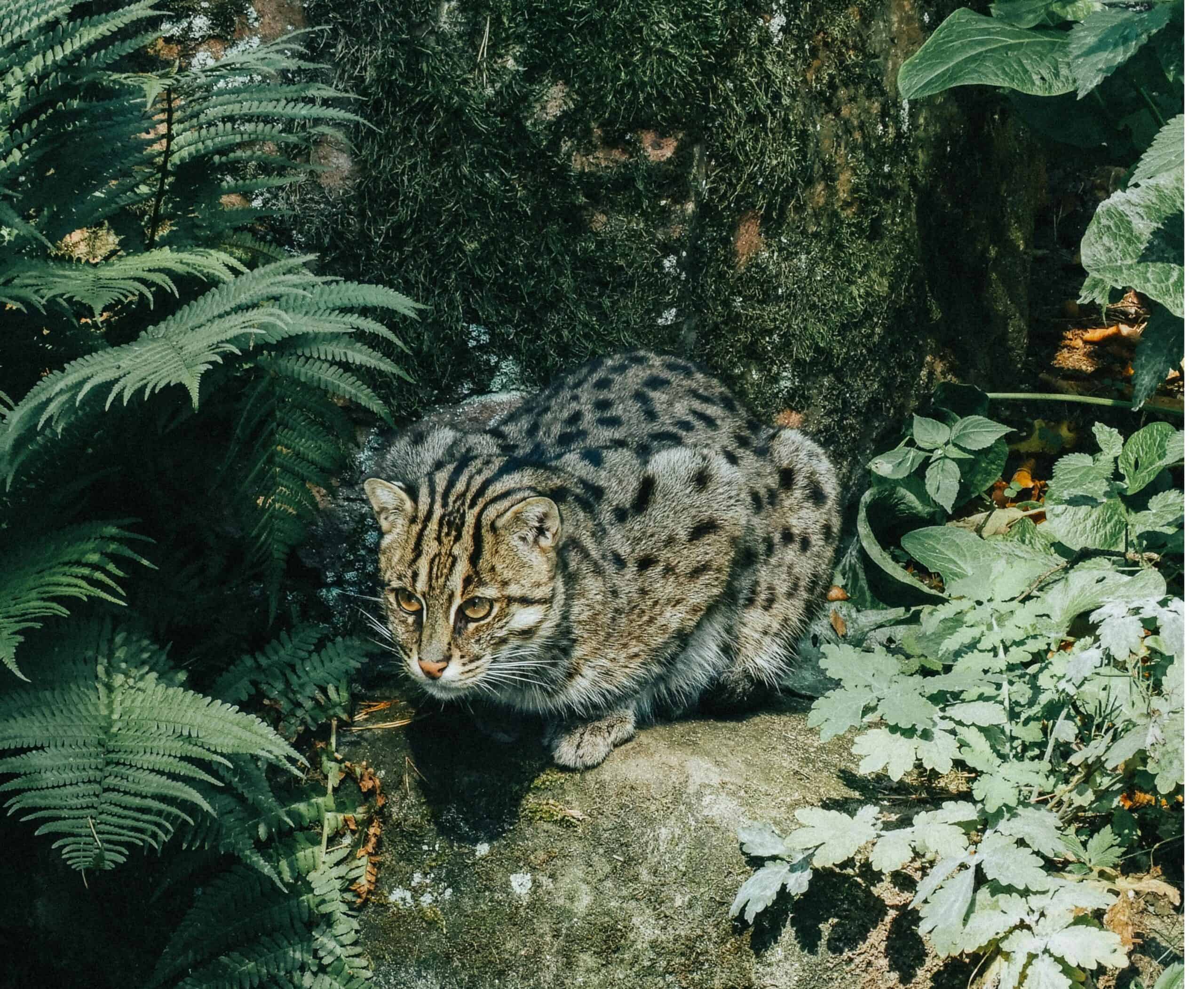 The Hidden Truth About Fishing Cats: Asia’s Wetland Warriors Fighting ...