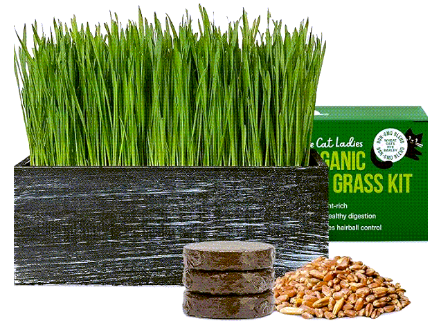 Why Do Cats Eat Grass? The Science Behind This Strange Habit